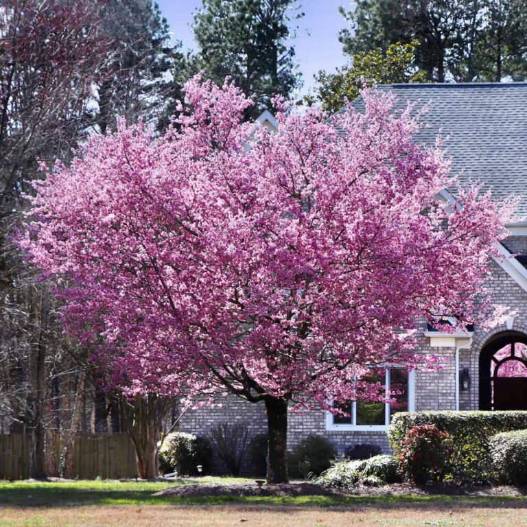 Kwanzan Cherry