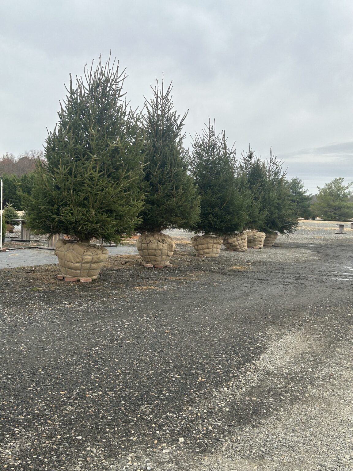 B&B Trees
