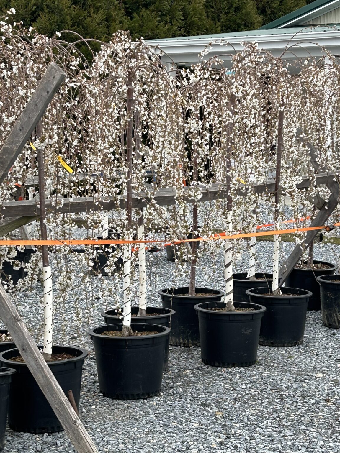 Container Trees